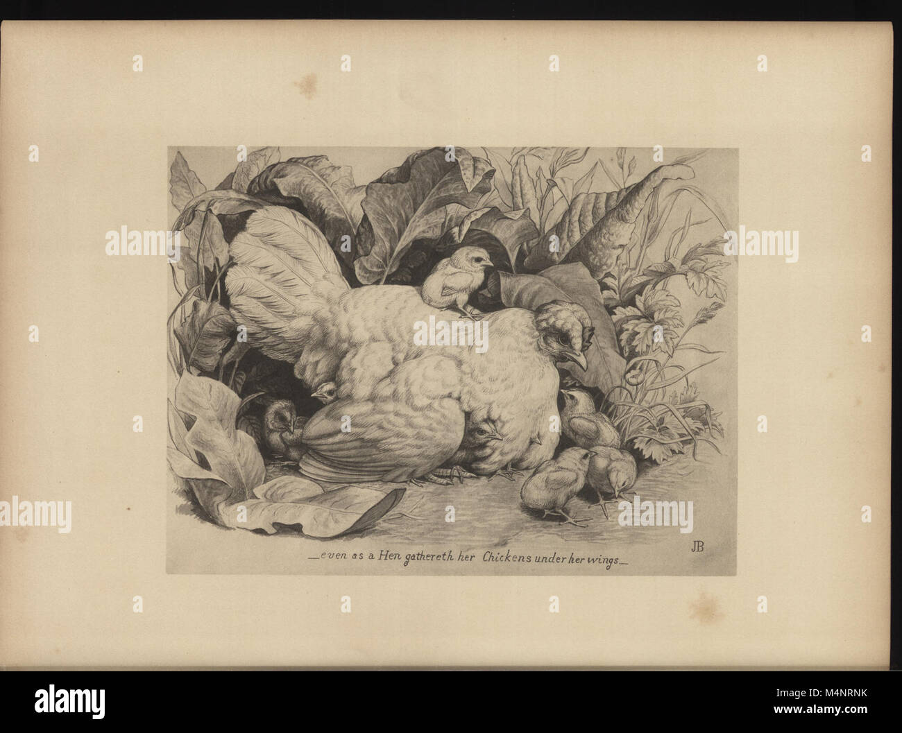 Bible beasts and birds - a new edition of illustrations of scripture by ...