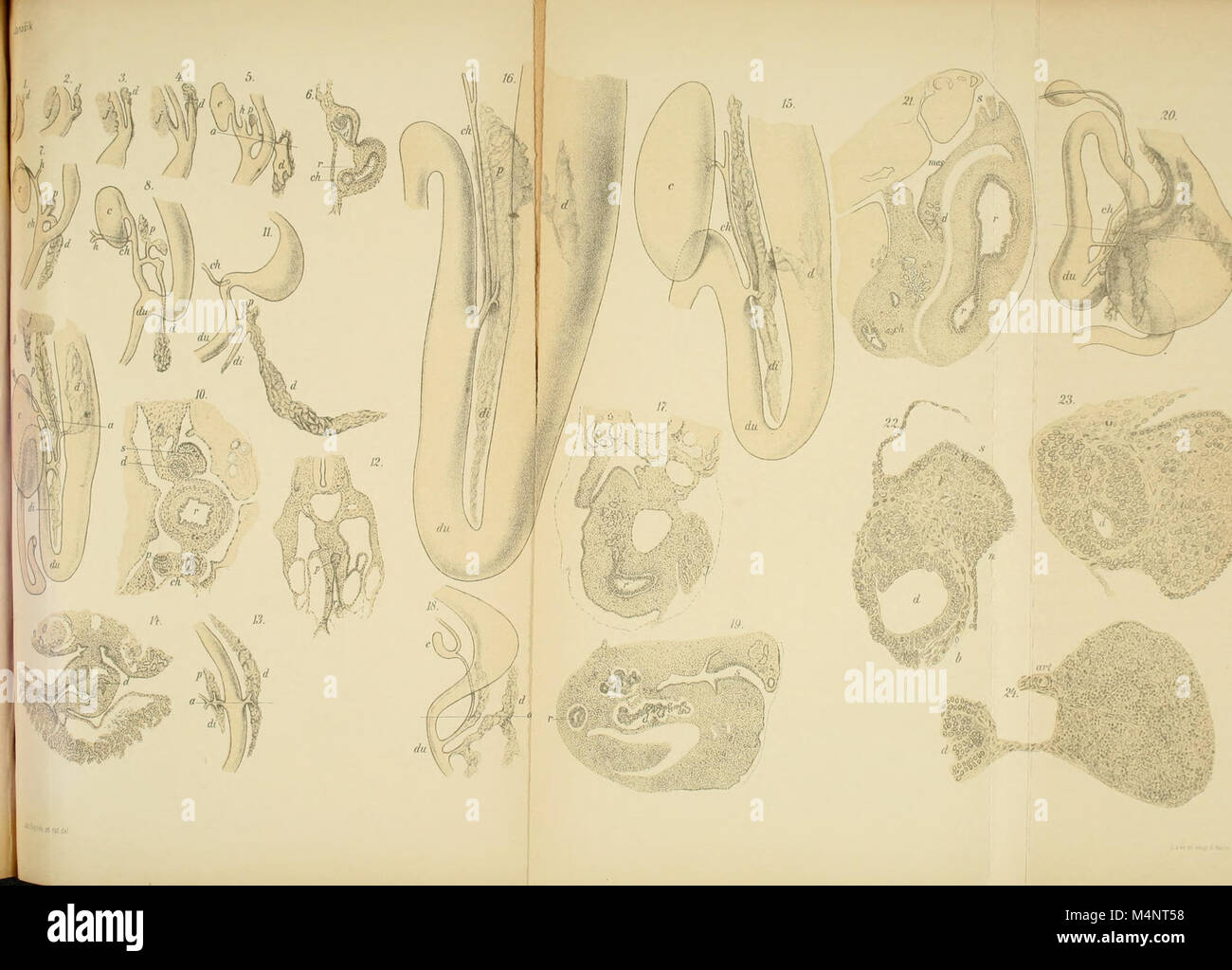 'Bibliographie Anatomique' (1895) is a reference work listing ...