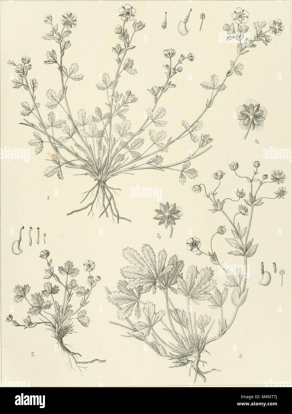 'Bibliotheca Botanica' is a comprehensive botanical reference work ...