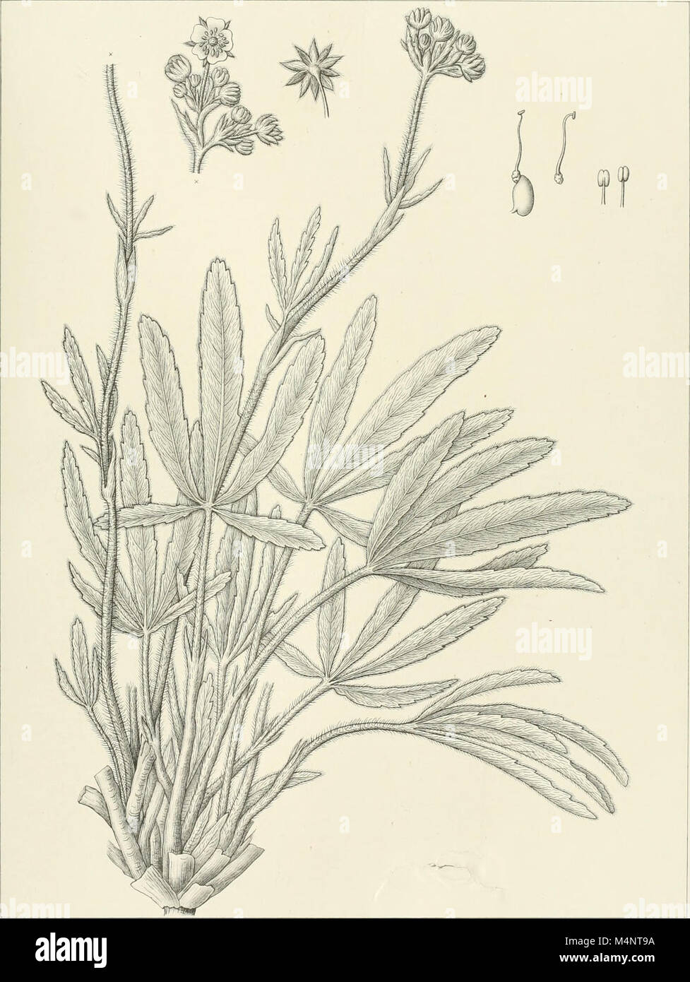 'Bibliotheca Botanica' (1886-) is a comprehensive catalog of botanical literature, providing a ...