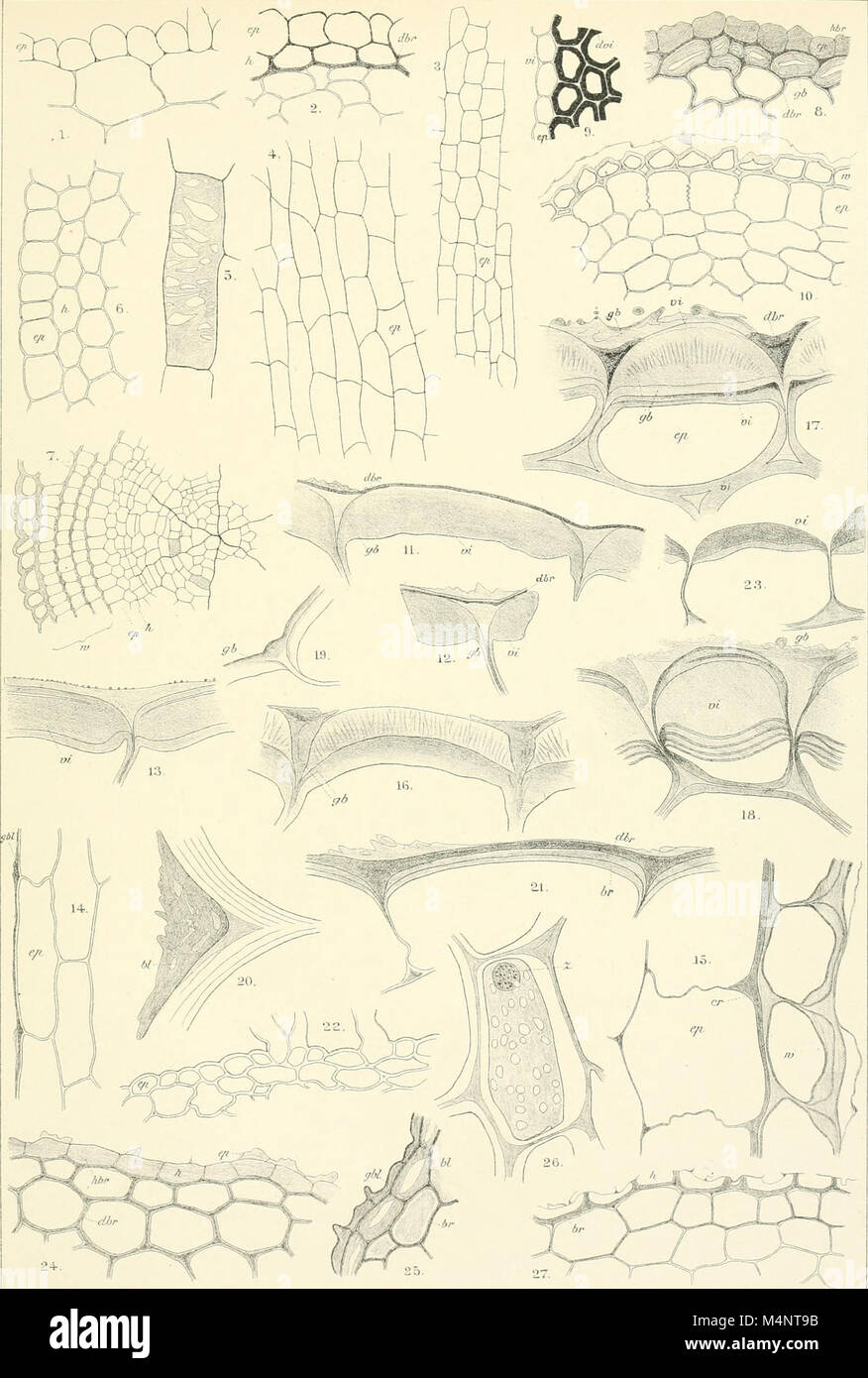 The 'Bibliotheca Botanica' is a comprehensive botanical reference ...