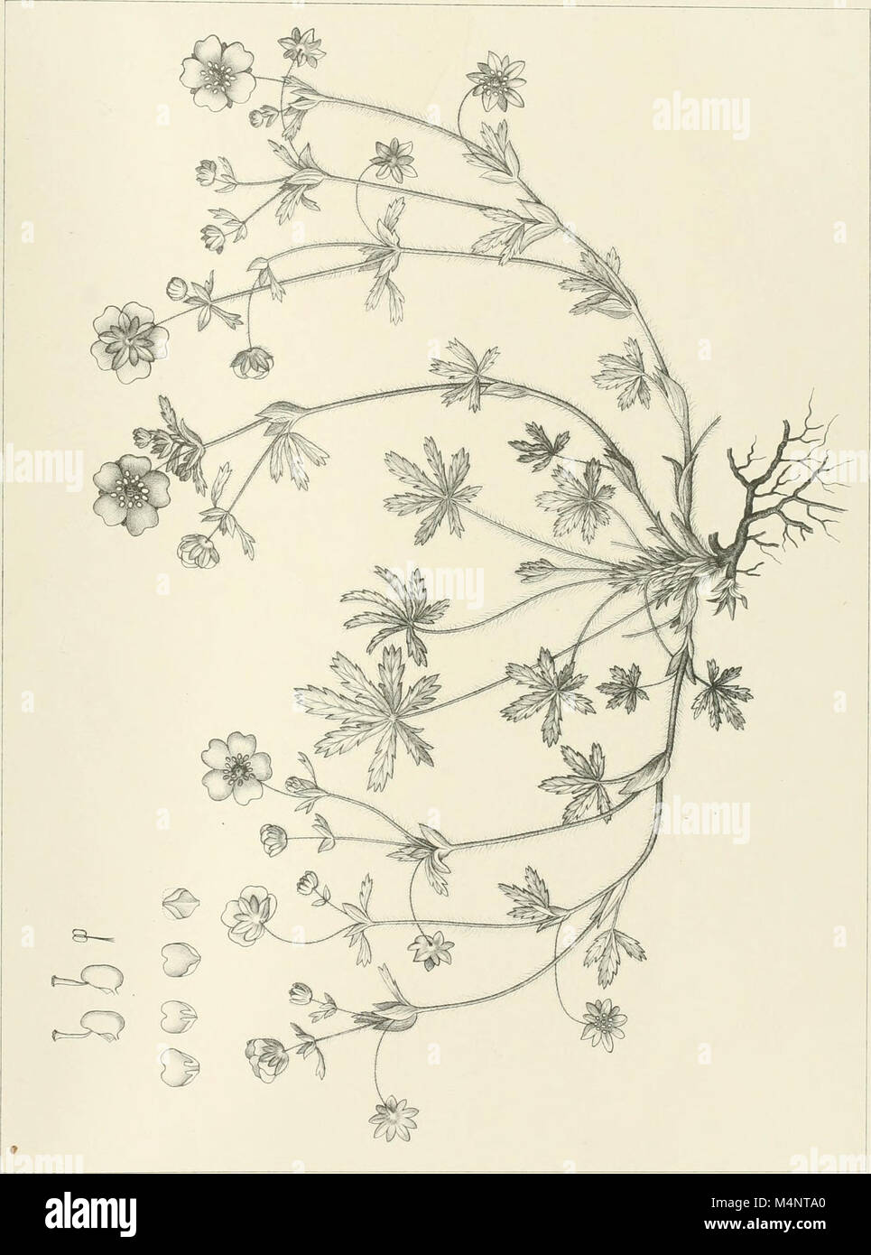 A comprehensive botanical library starting in 1886, focusing on plant ...