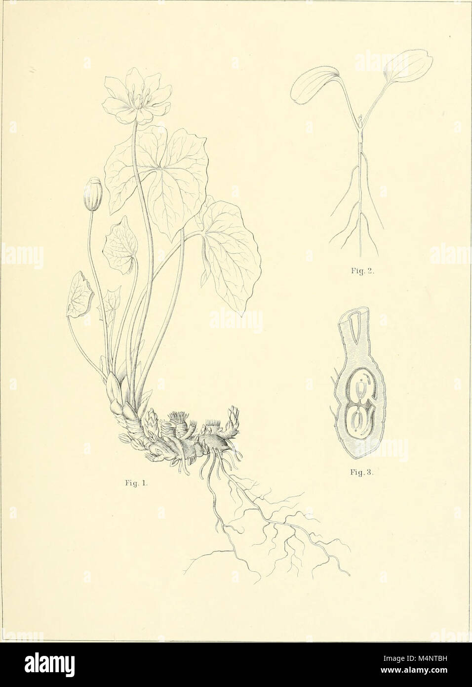 'Bibliotheca Botanica' (1886-) is a comprehensive botanical reference ...