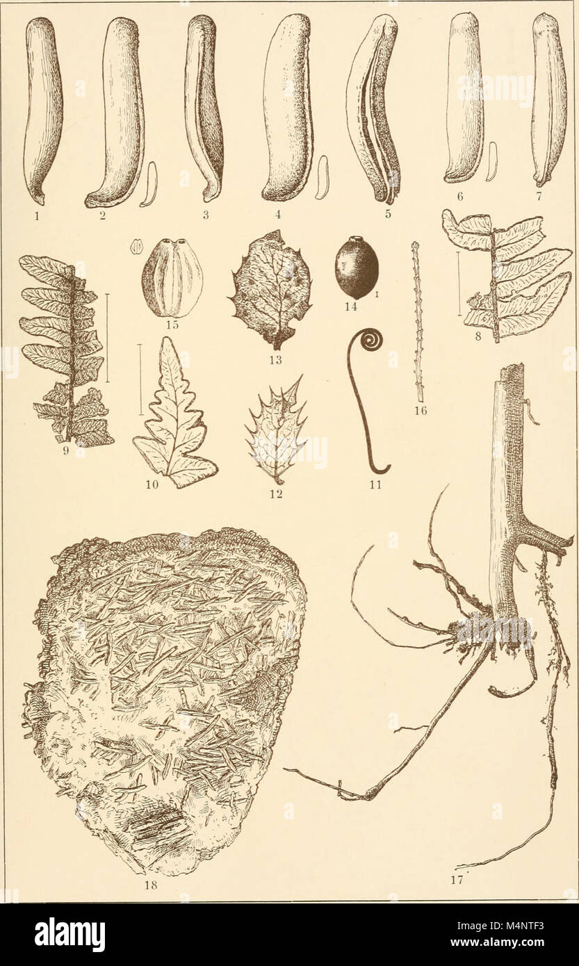 *Bidrag til Danmarks tertiaere og diluviale flora* (1909) is a ...