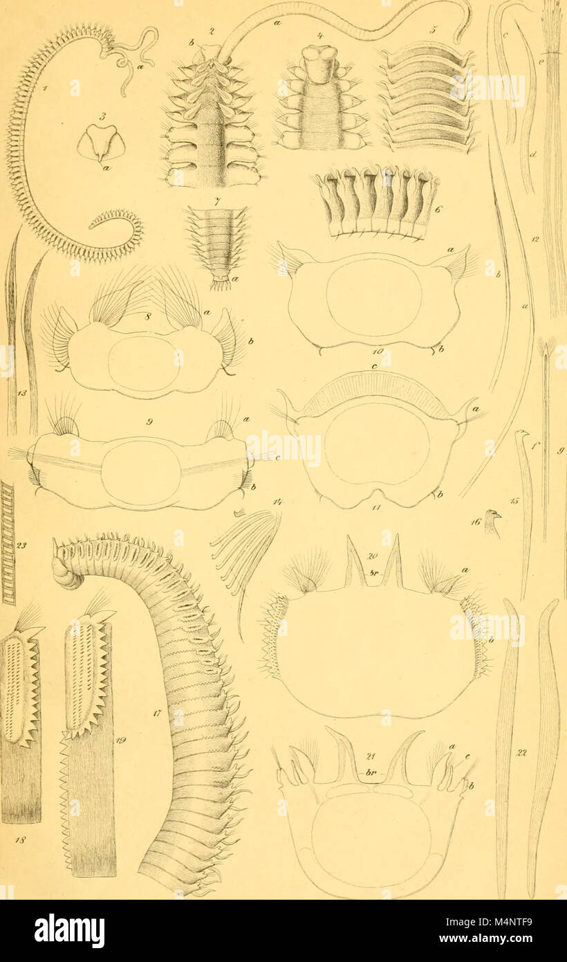 'Bidrag til Kundskab om Christianiafjordens Fauna' (1873) offers a ...