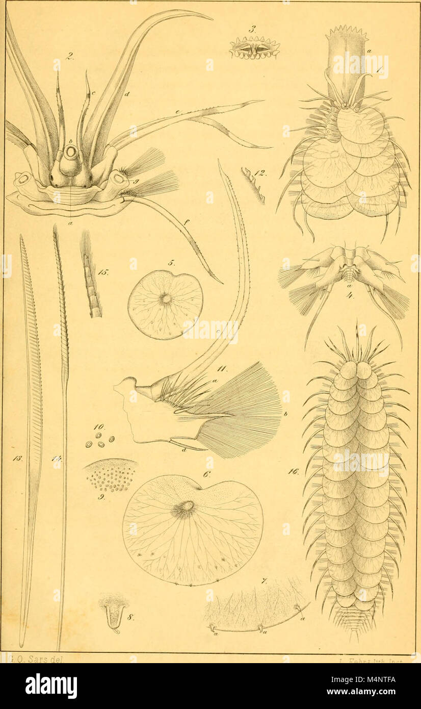 Bidrag til kundskab om Christianiafjordens fauna (1873) (20369059685 ...