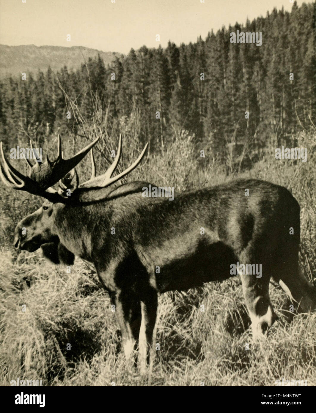Biennial report of the Montana Fish and Game Commission (1941 ...