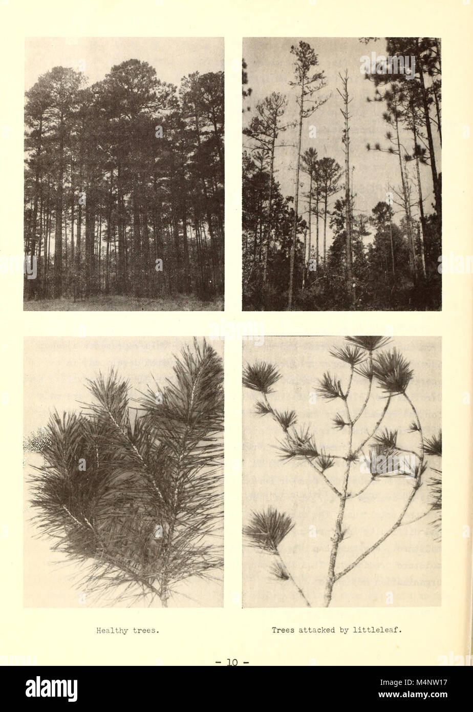 This biennial report from the Southeastern Forest Experiment Station ...