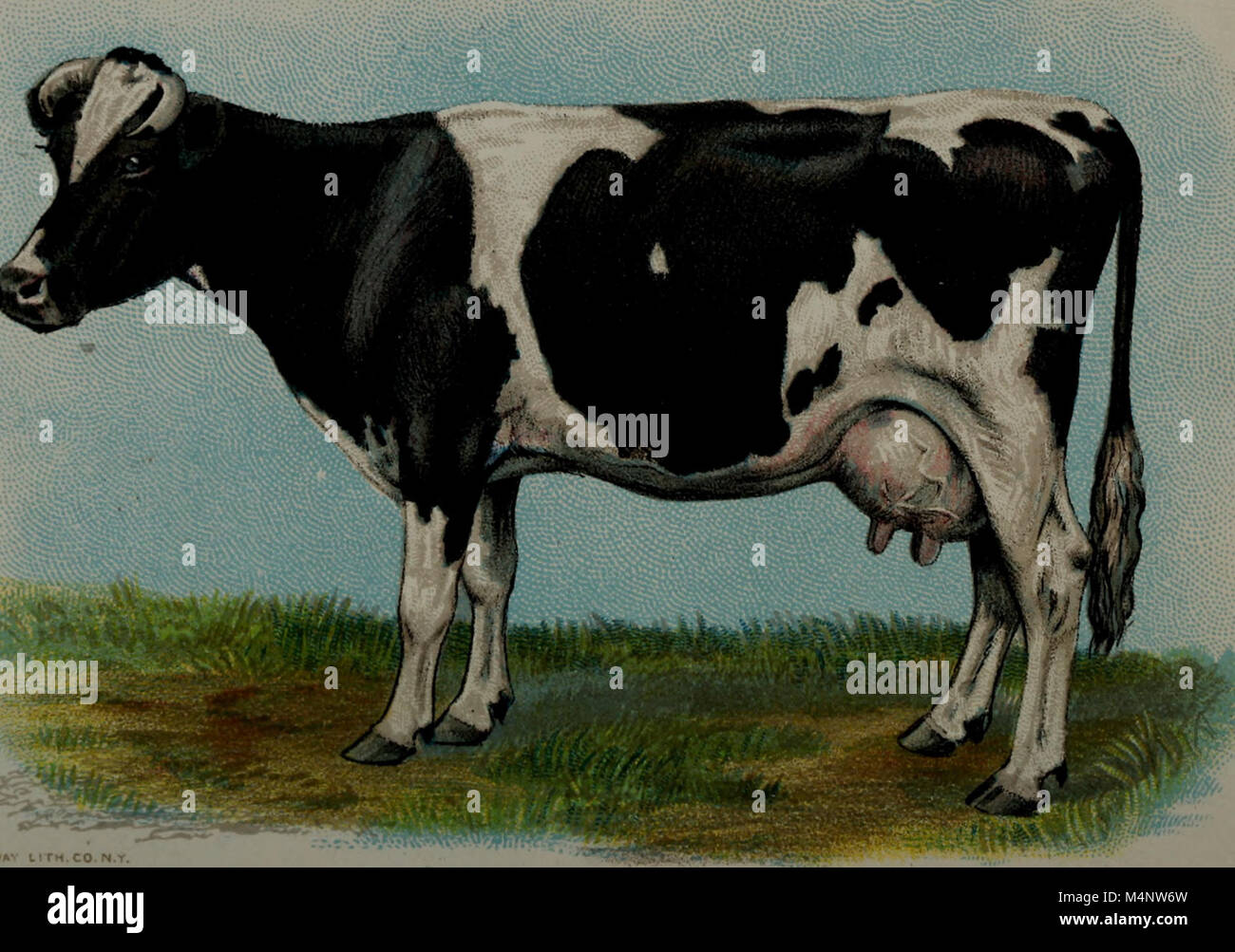Biggle cow book; (1898) (19747293924 Stock Photo - Alamy