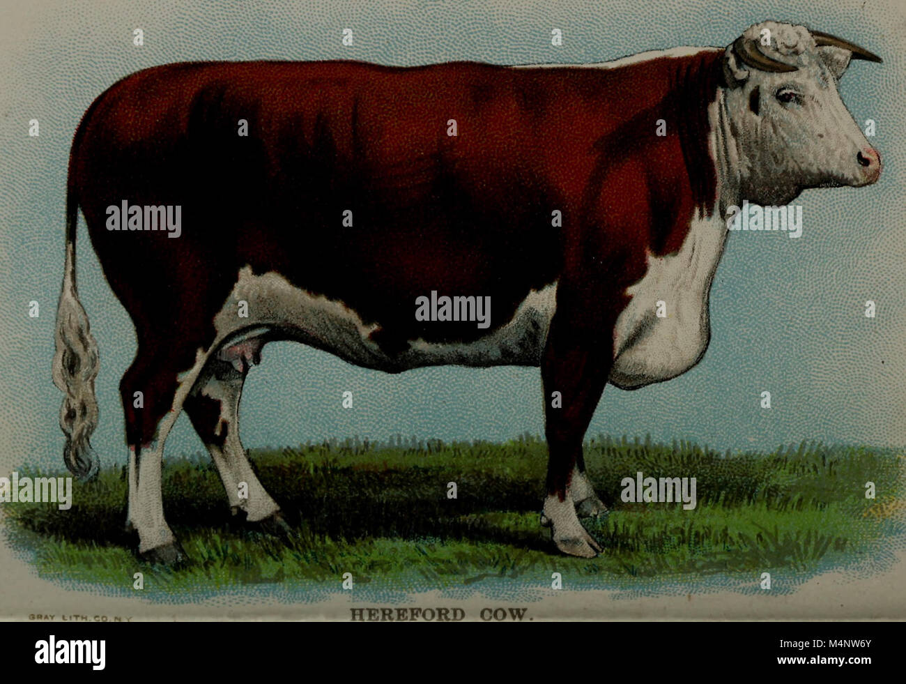 Biggle cow book hi-res stock photography and images - Alamy