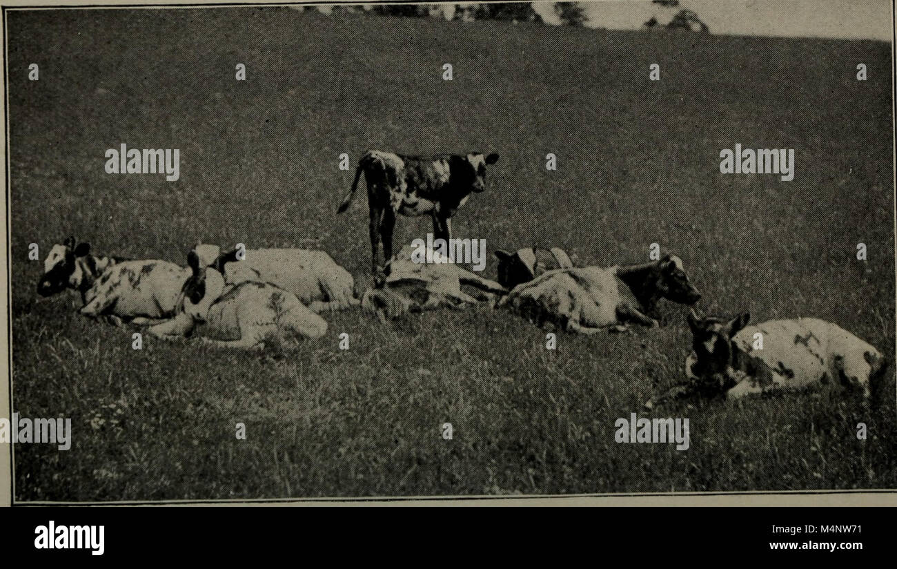 The 1898 'Biggle Cow Book' is a comprehensive guide on cow care and ...