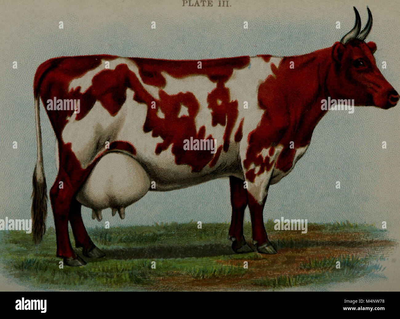 Biggle cow book; old time and modern cow-lore rectified, concentrated ...