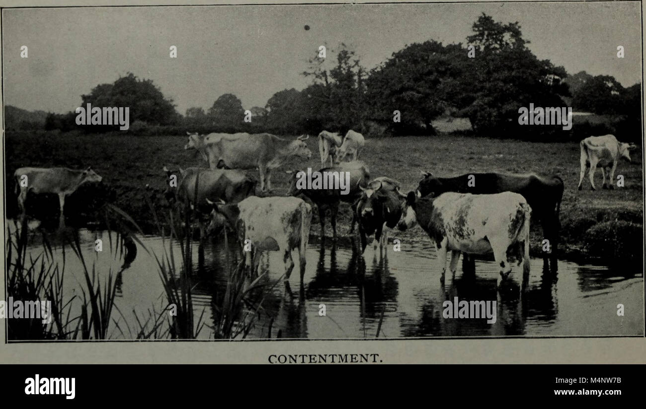 Biggle cow book; old time and modern cow-lore rectified, concentrated ...