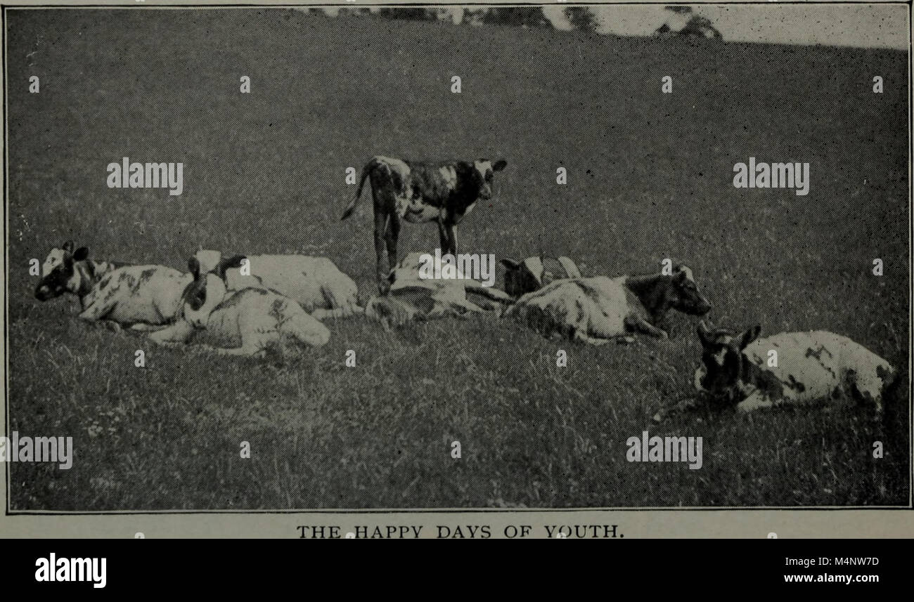 Biggle cow book; old time and modern cow-lore rectified, concentrated ...