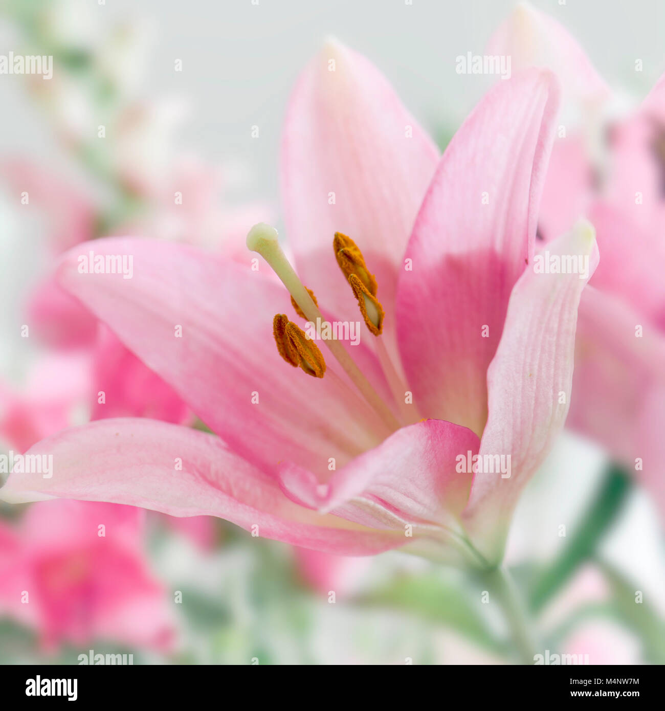 pink stargazer lily Stock Photo - Alamy