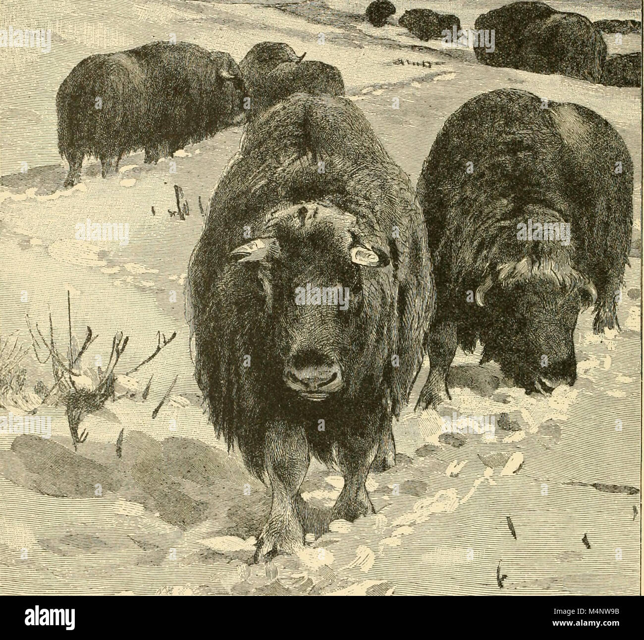 'Big Game Hunting for Boys' (1907) is an educational guide for young ...