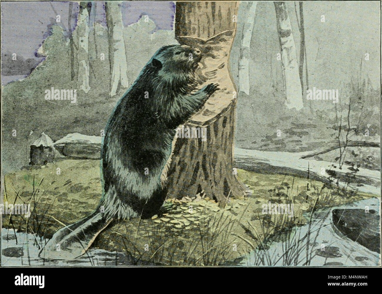 Big game hunting in Africa and other lands; the appearance, habits ...