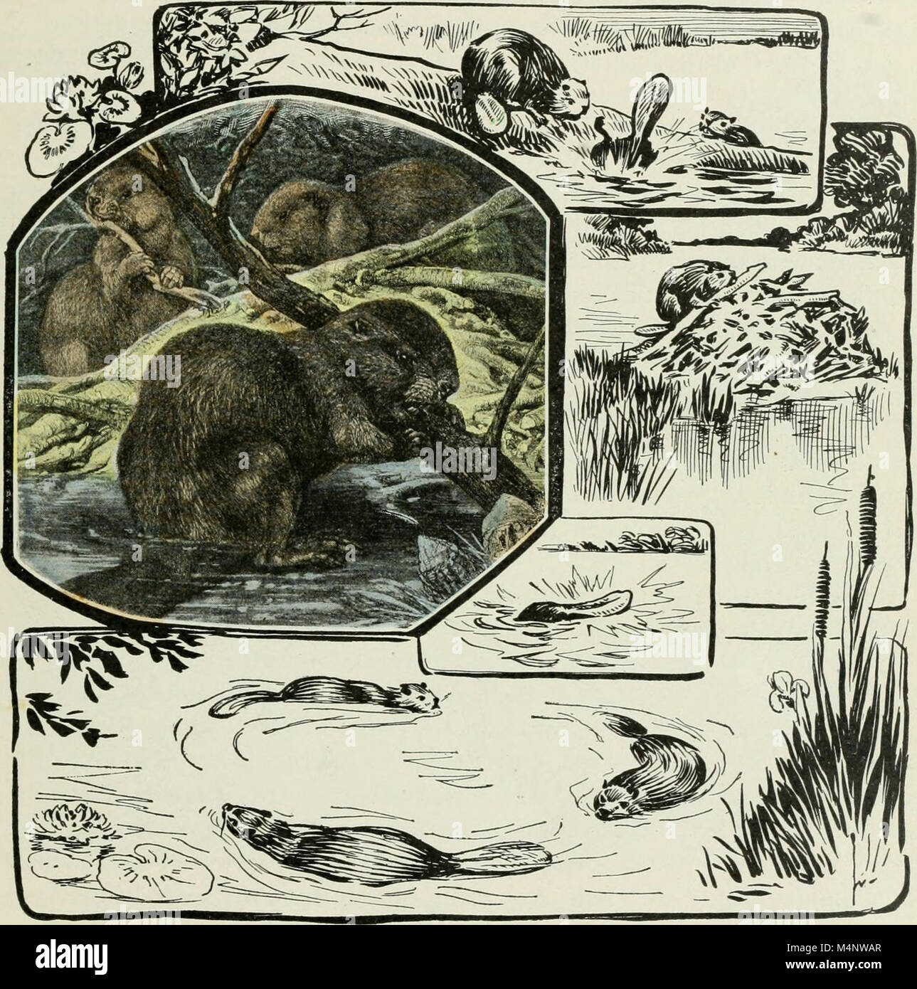 Habits of hunting hi-res stock photography and images - Alamy