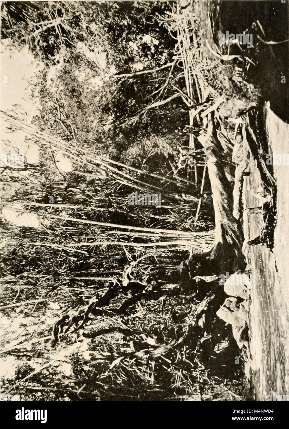This 1908 book covers the practice of big game hunting in equatorial ...