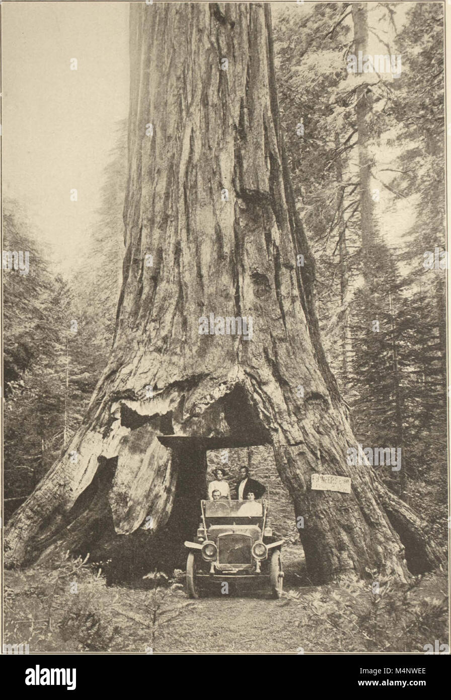 Big Trees of California Southern Pacific (1913) (14598096447 Stock ...