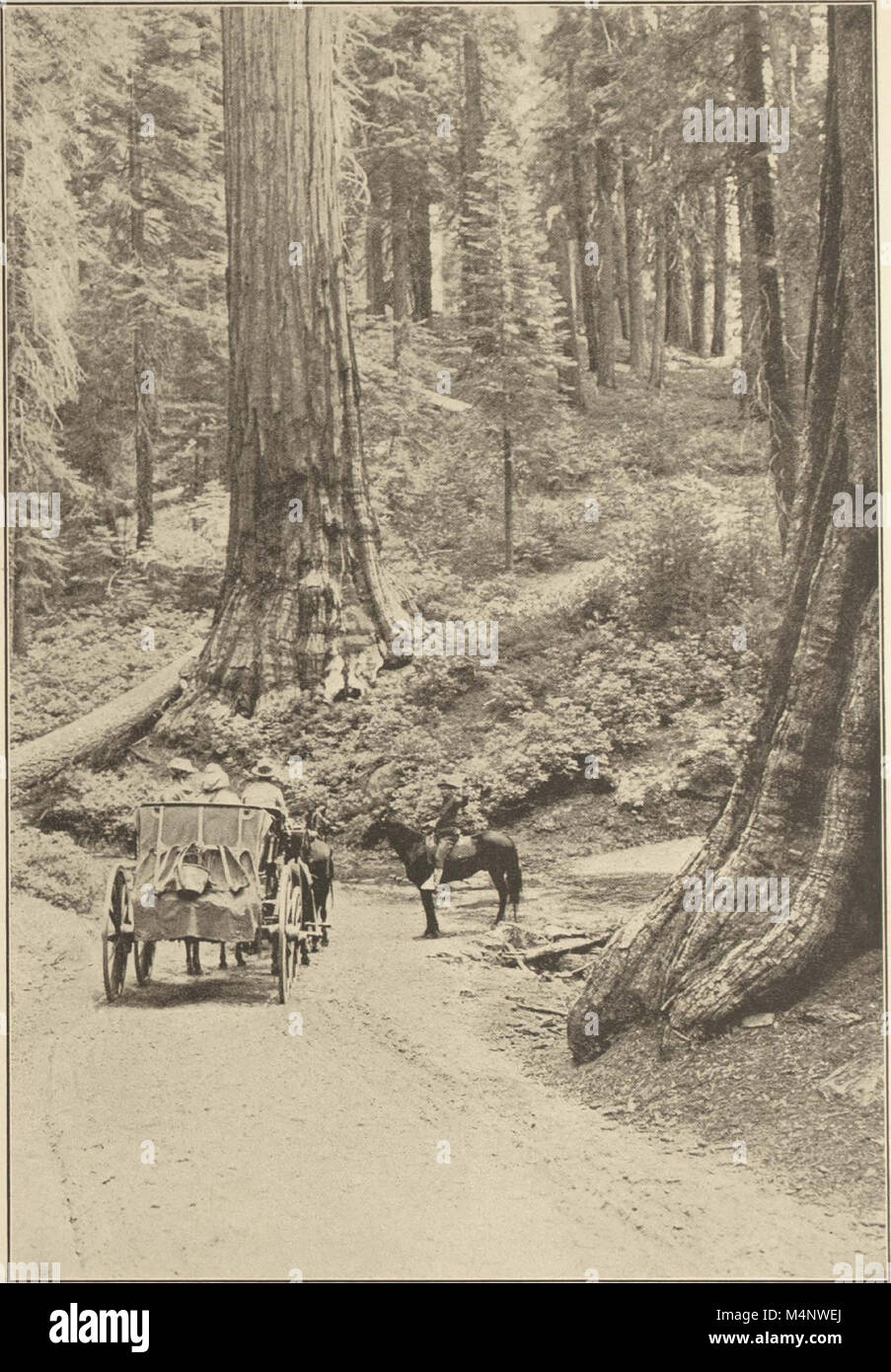 The 1913 publication Big Trees of California Southern Pacific ...
