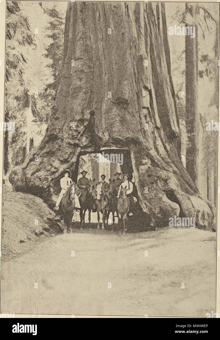 'Big Trees of California Southern Pacific' (1913) documents the giant ...