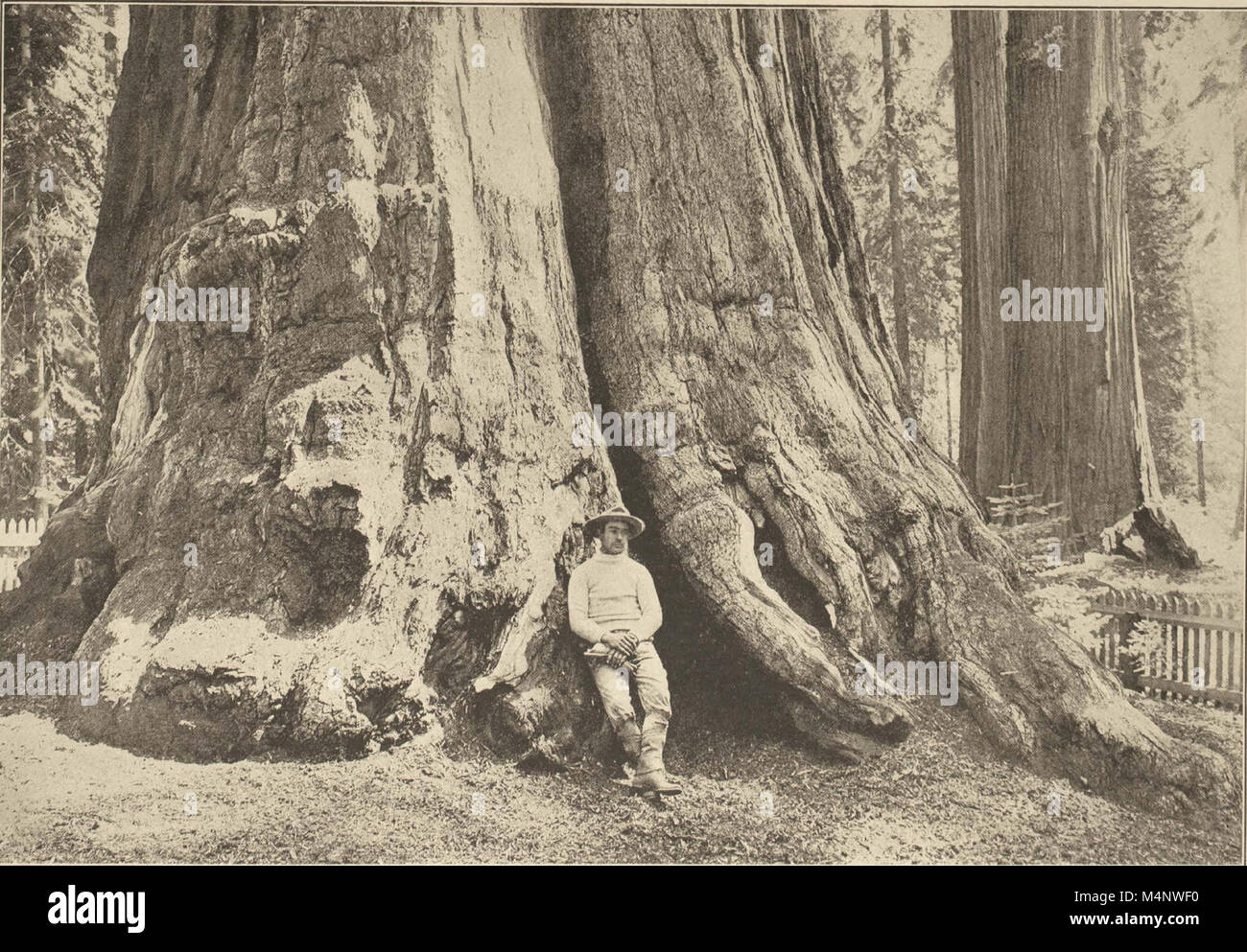 Big Trees of California Southern Pacific (1913) (14784265742 Stock ...