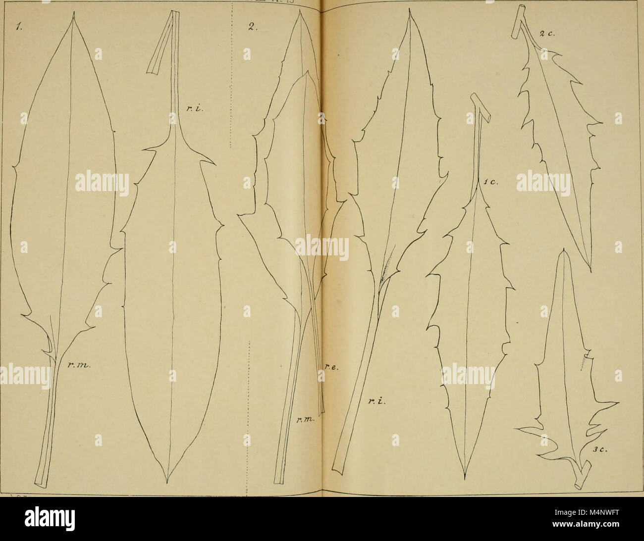 This 1872 volume is part of the 'Bihang till Kongl. Svenska Vetenskaps ...