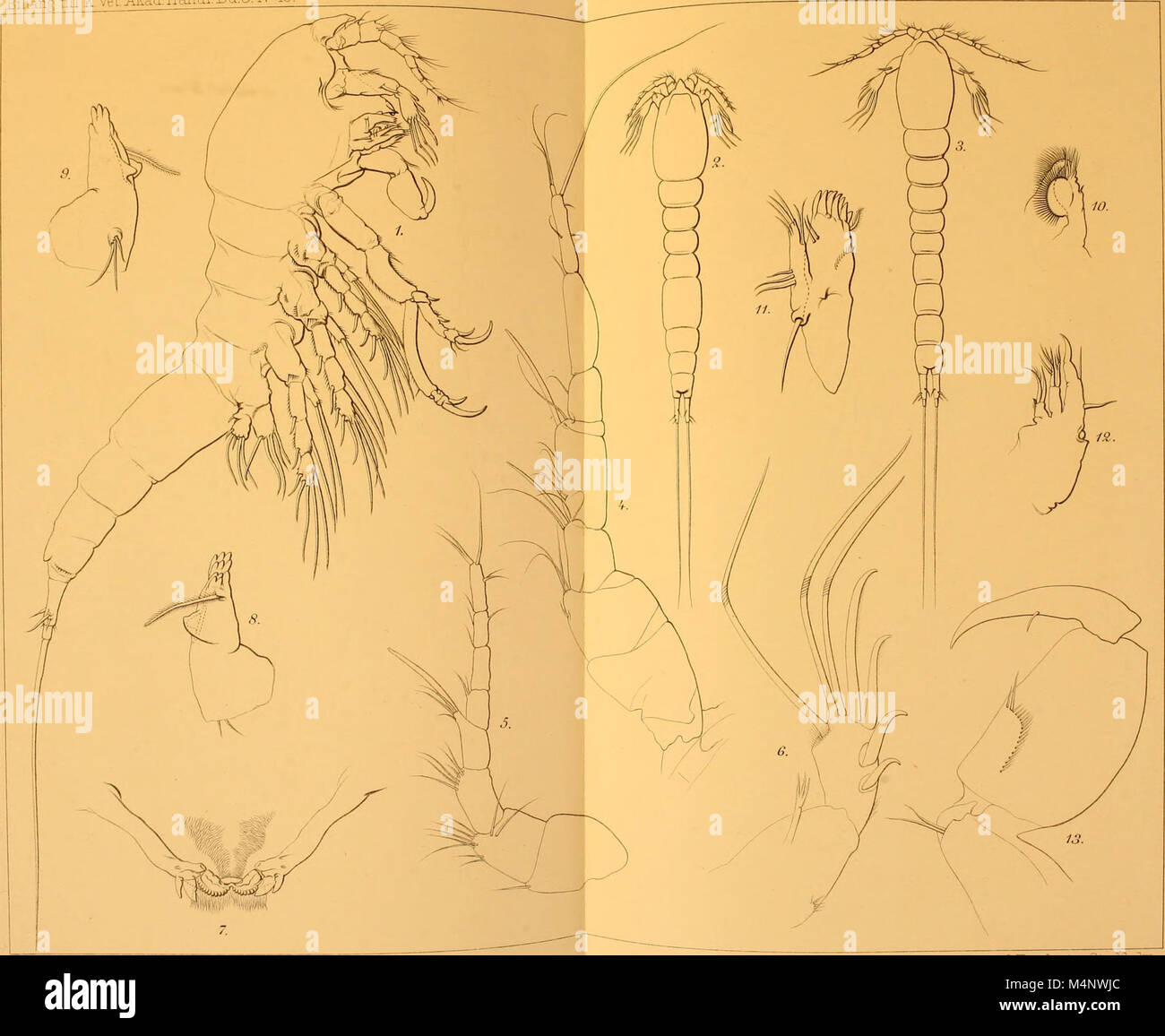 Bihang till Kongl. Svenska vetenskaps-akademiens handlingar (1878-1880 ...