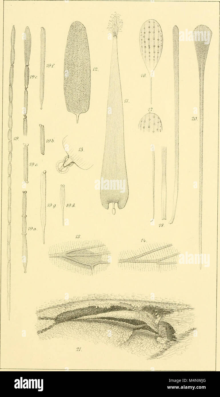 Bihang till Kongl. Svenska vetenskaps-akademiens handlingar (1878-1880 ...