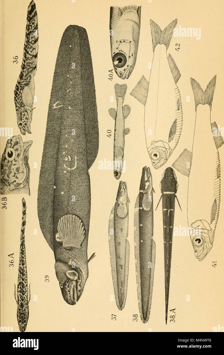The 'Bihang till Kongl. Svenska vetenskaps-akademiens handlingar' (1899 ...