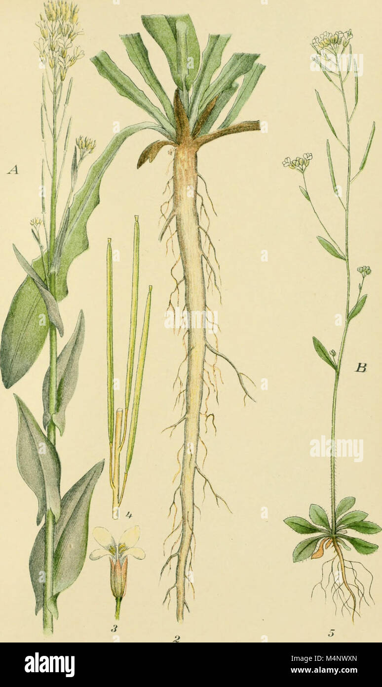 This 1901 work features illustrations of the flora of Northern Europe ...