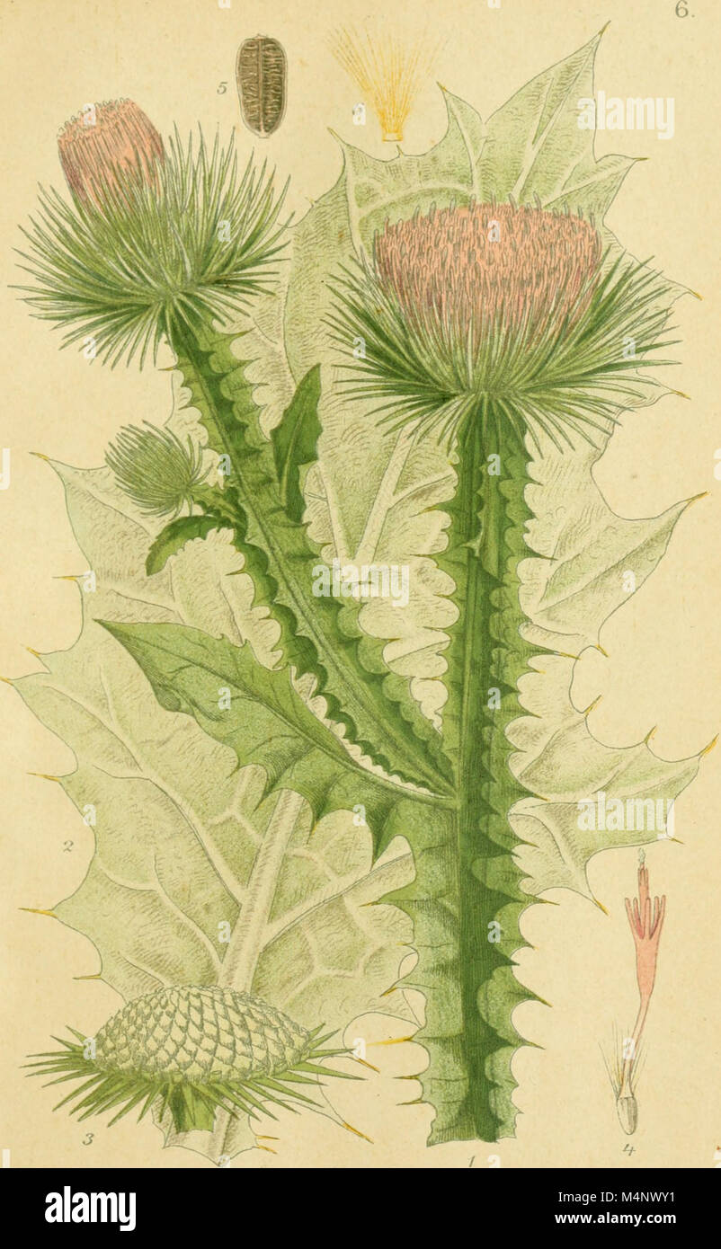 This 1901 edition of 'Billeder af Nordens Flora' provides an ...