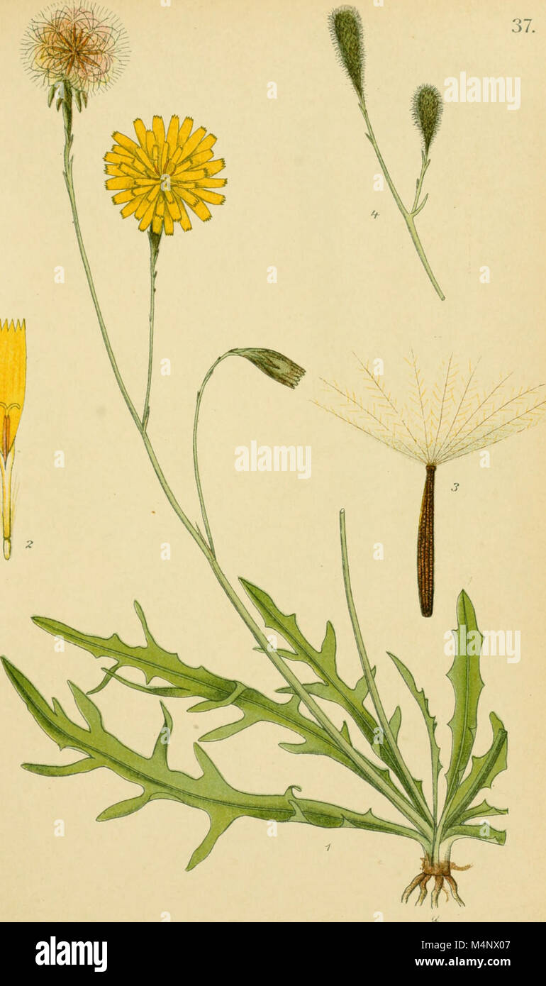 'Billeder af Nordens flora' (1901) provides a visual representation and ...