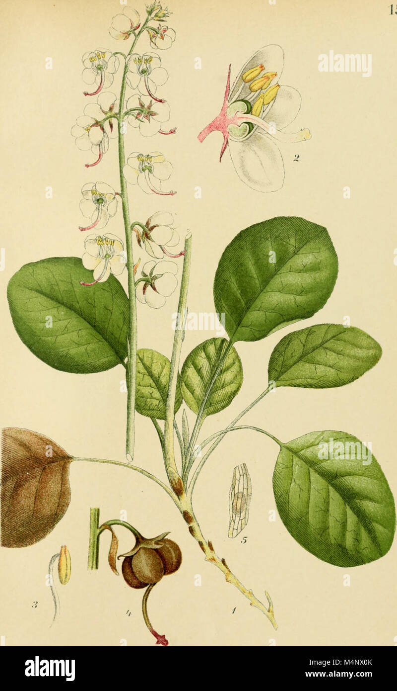 'Billeder af Nordens flora' (1901) is a botanical work featuring ...