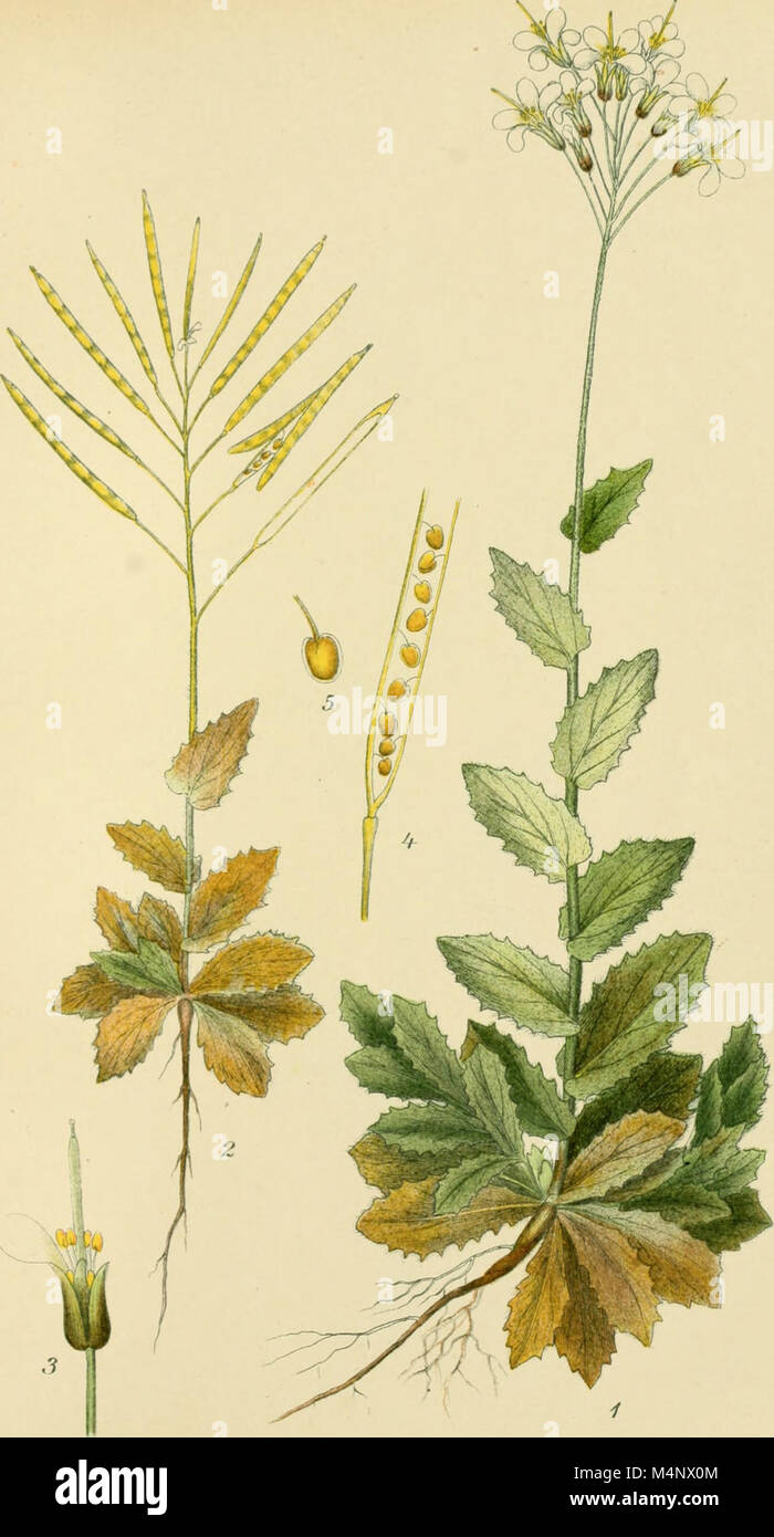 'Billeder af Nordens Flora' (1901) showcases the diverse plant life of ...