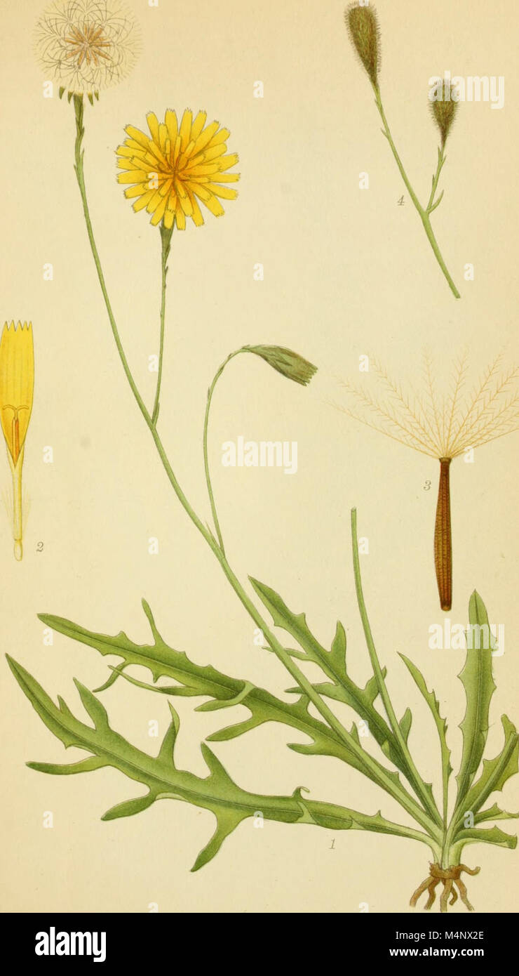 *Billeder af Nordens Flora* (1917) is an illustrated work showcasing ...