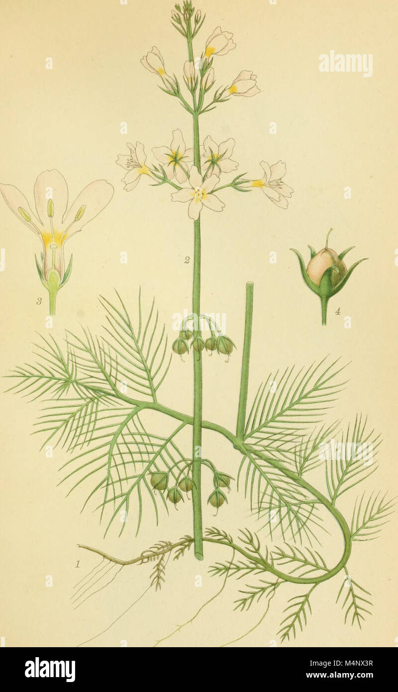 'Billeder af Nordens Flora' (1917) showcases the flora of the Nordic ...