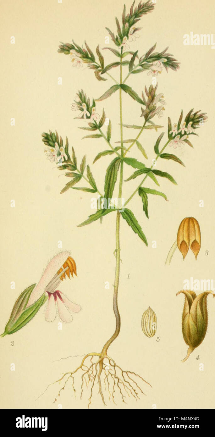 Billeder af nordens flora (1917) is a Danish botanical work ...