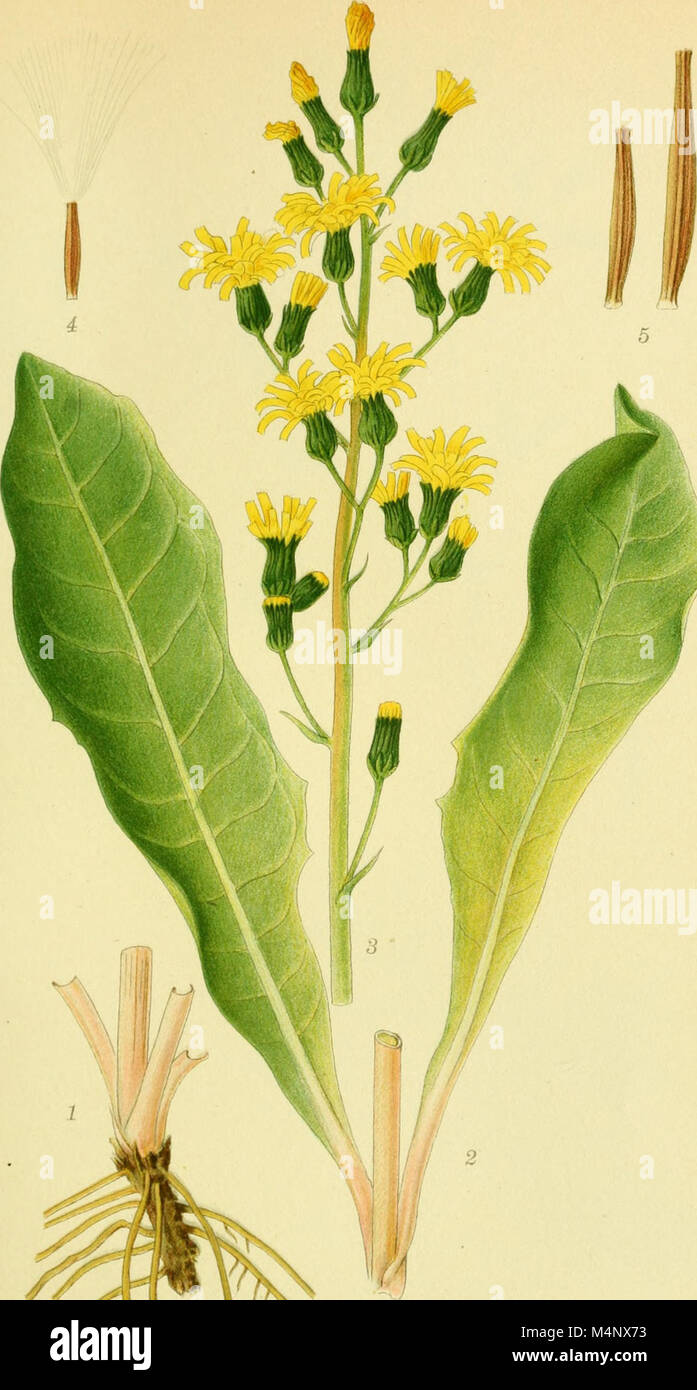 'Billeder af nordens flora' (1917) is a botanical work depicting the ...