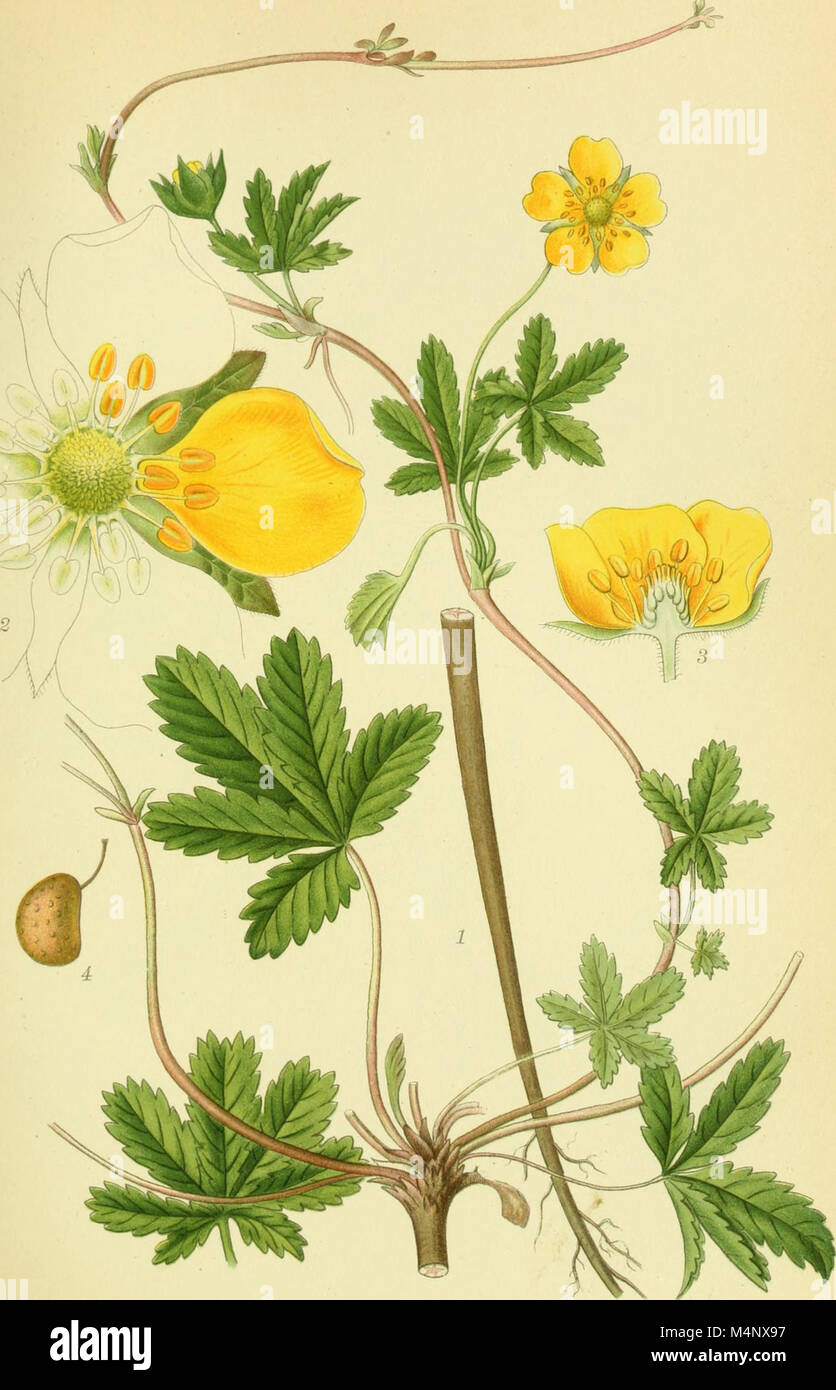 'Billeder af nordens flora' (1917) is a visual guide to the flora of ...