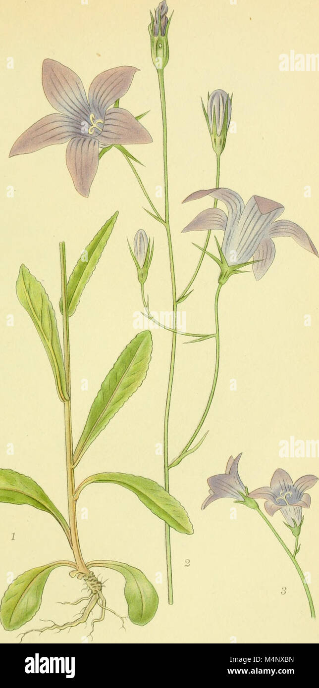 Billeder af Nordens Flora (1917) is an illustrated work detailing the ...
