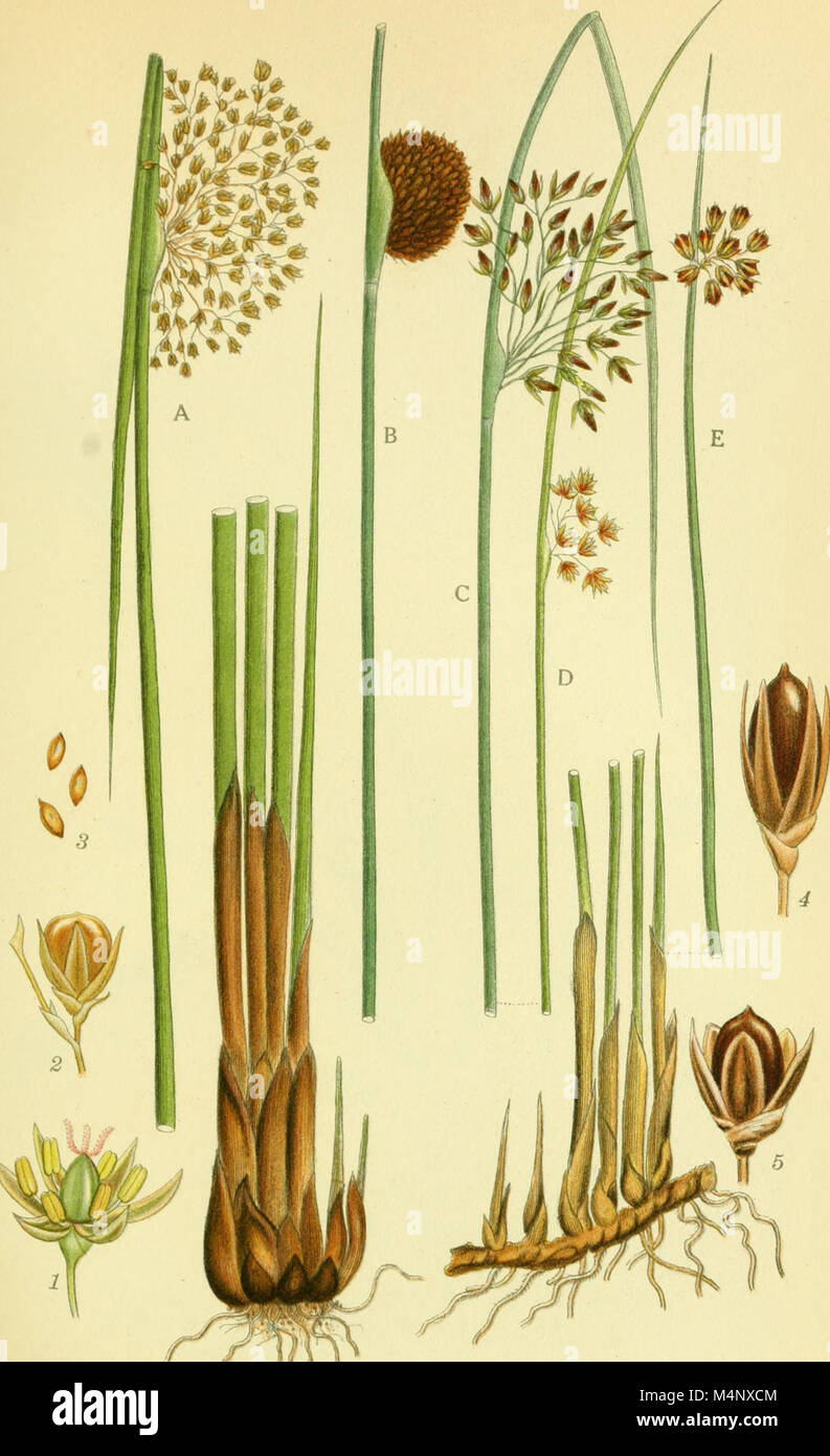 Billeder af Nordens Flora (1917) is a work illustrating the flora of ...