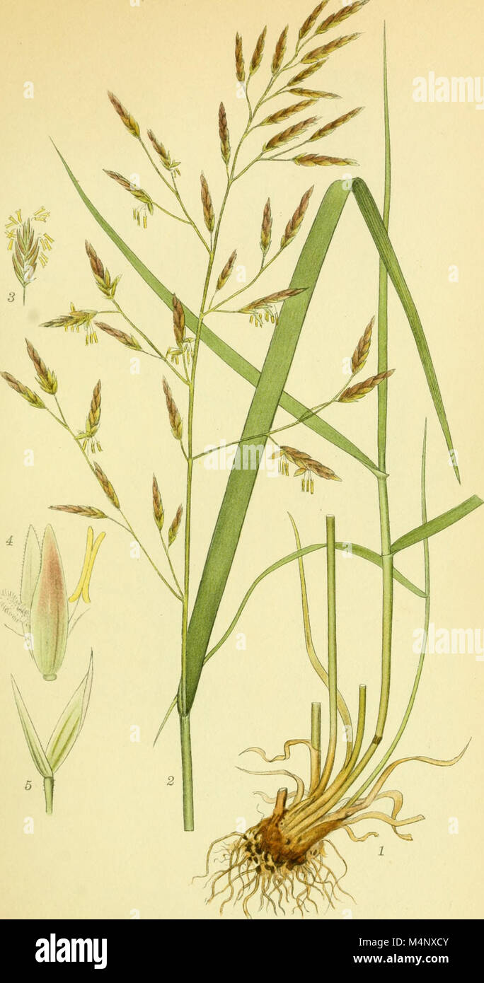 'Billeder af Nordens Flora' from 1917 is a botanical work showcasing ...