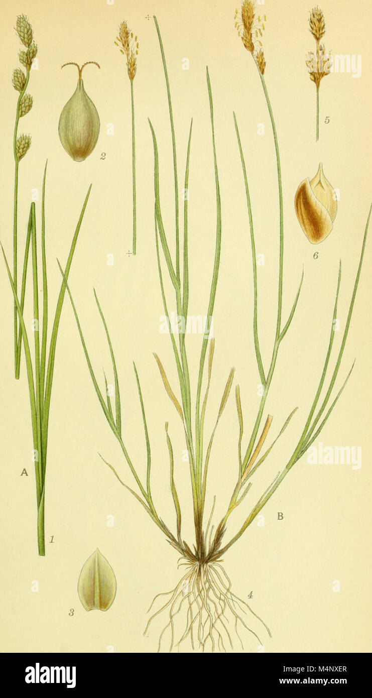 'Billeder af Nordens Flora' (1917) is a botanical work illustrating the ...