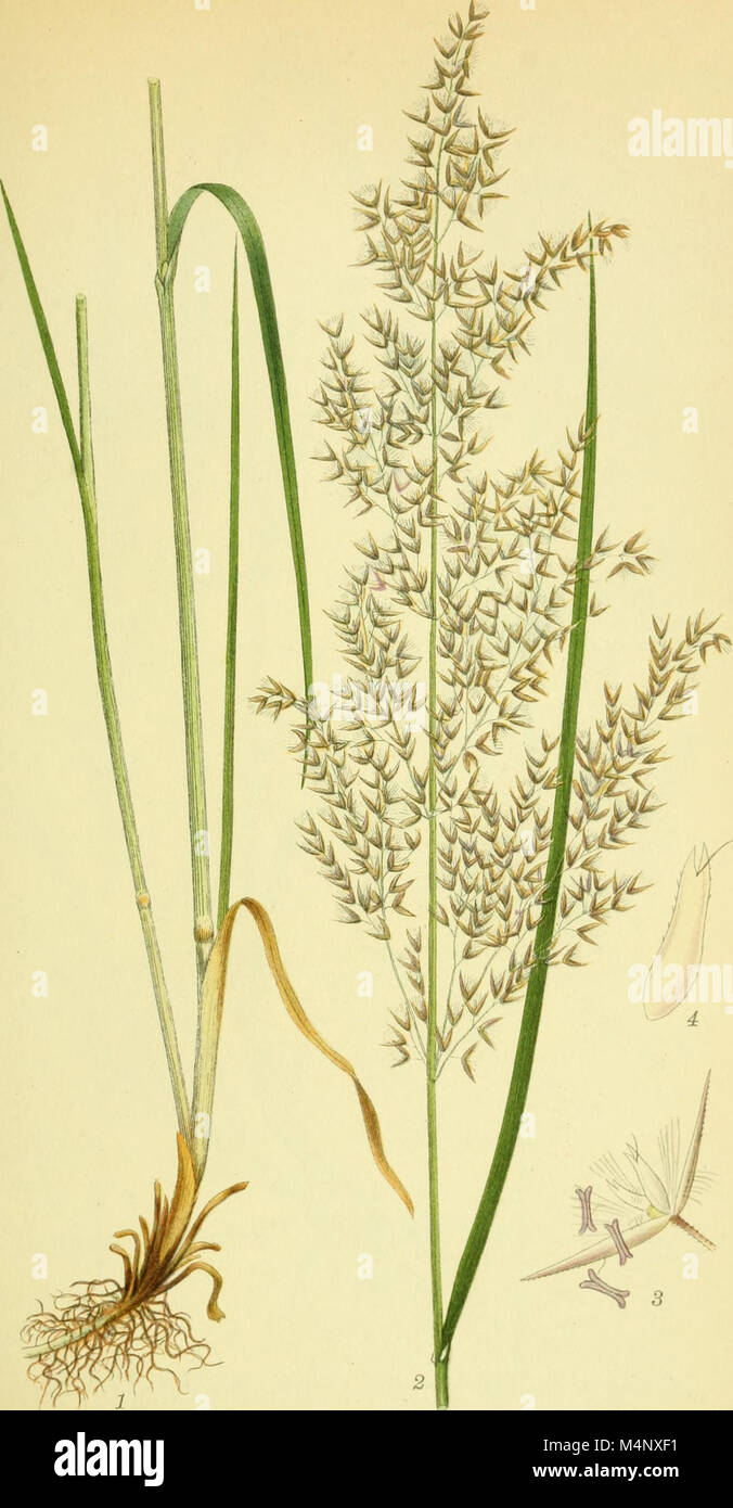 Billeder af Nordens Flora (1917) is a botanical book that illustrates ...