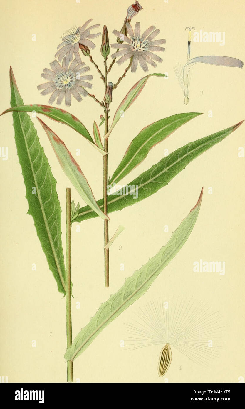 'Billeder af Nordens Flora' (1917) is a botanical work that showcases ...