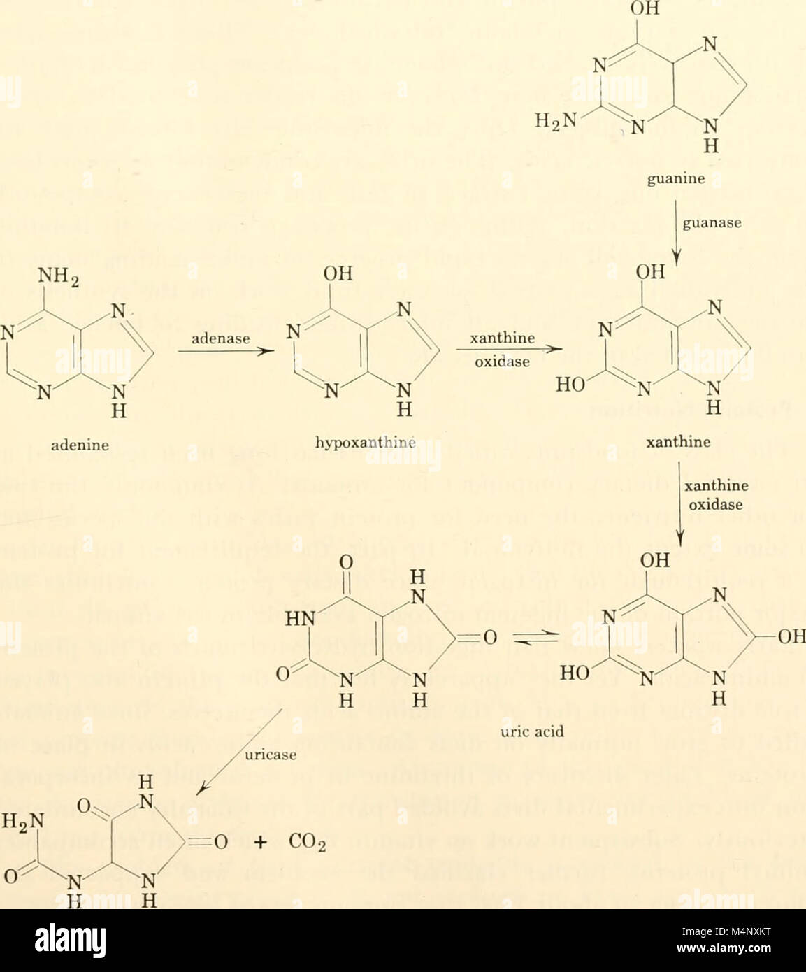 *Biochemistry of Plants and Animals* (1960) introduces the fundamental ...