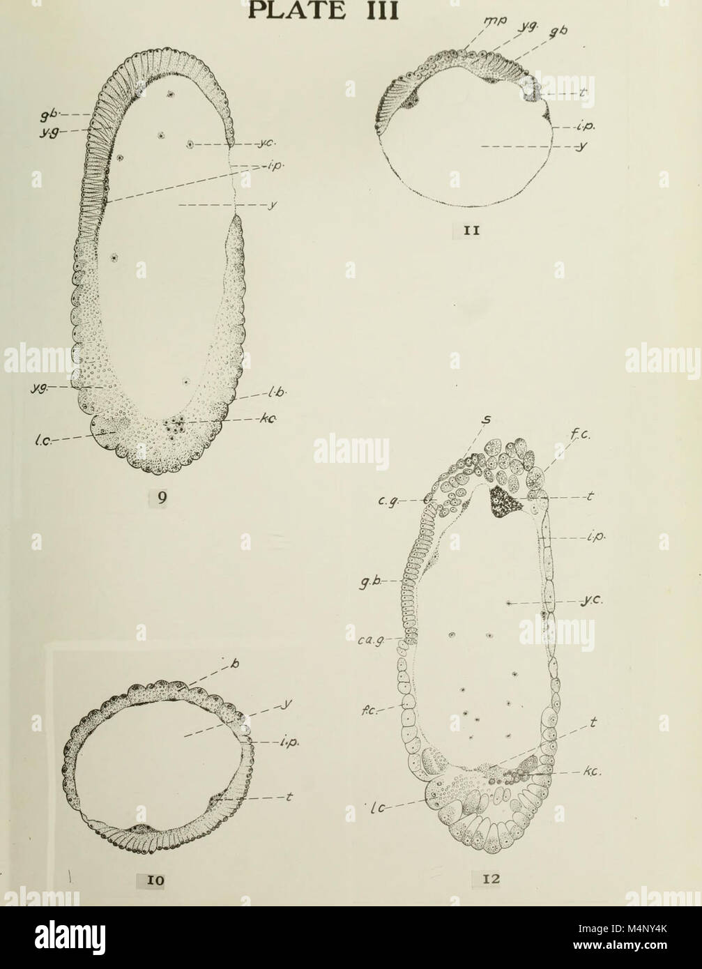 This 1912 study focuses on the biological and embryological aspects of ...