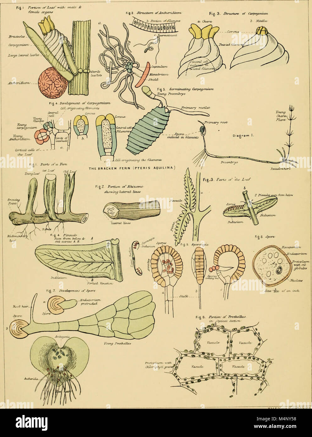 The 'Biological Atlas' (1881) serves as a practical guide to studying ...